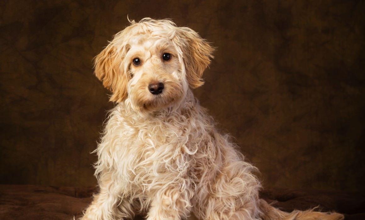 A golden cockapoo puppy! - The Artful Dog Studio