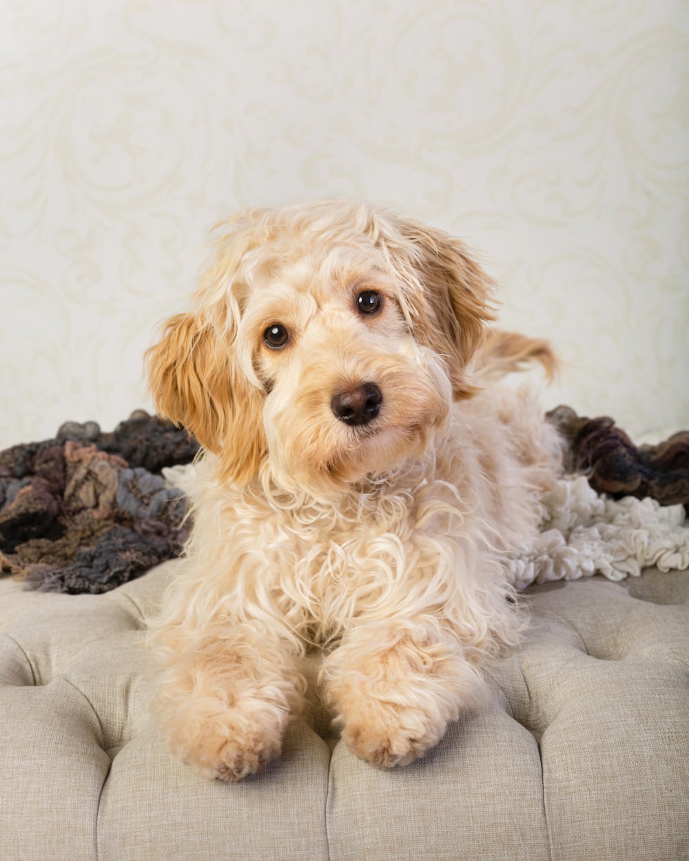 A golden cockapoo puppy! - The Artful Dog Studio